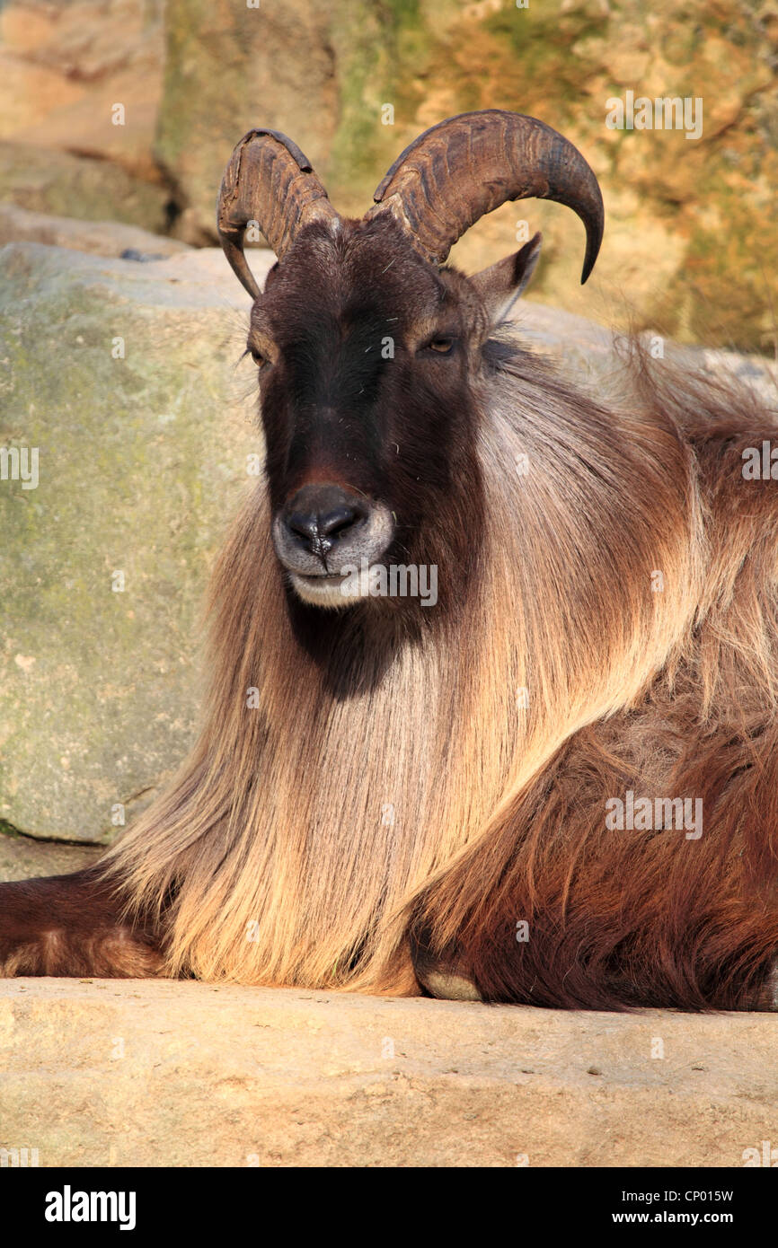 Himalayan tahr (Hemitragus jemlahicus), male Stock Photo - Alamy