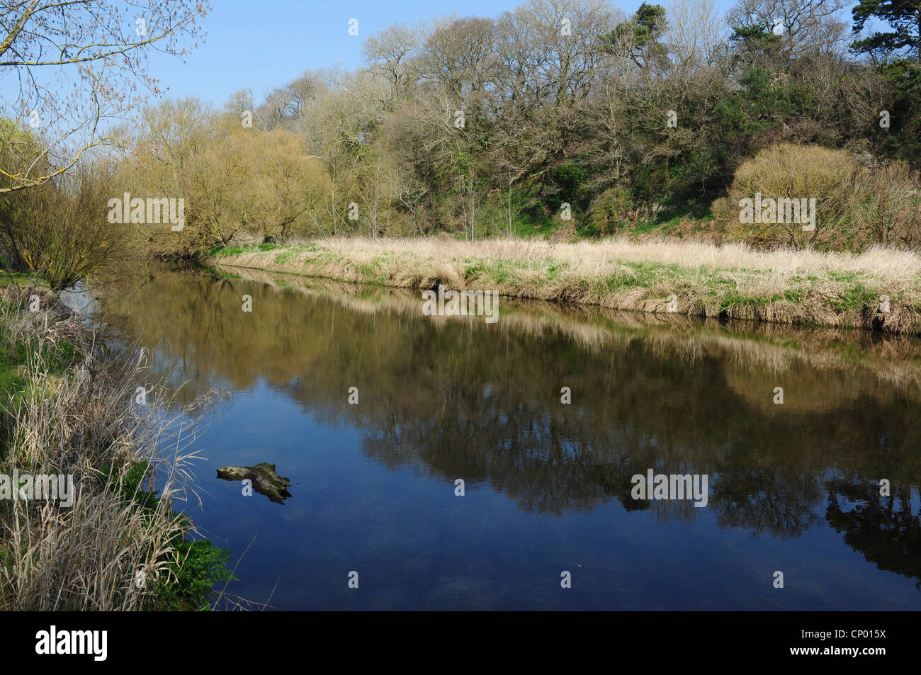 River otter devon hi-res stock photography and images - Alamy