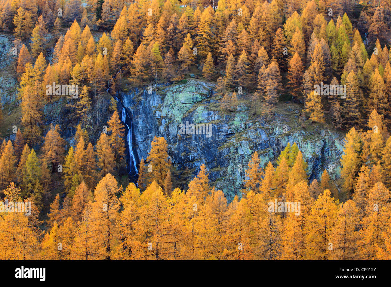 Tree face larch hi-res stock photography and images - Alamy