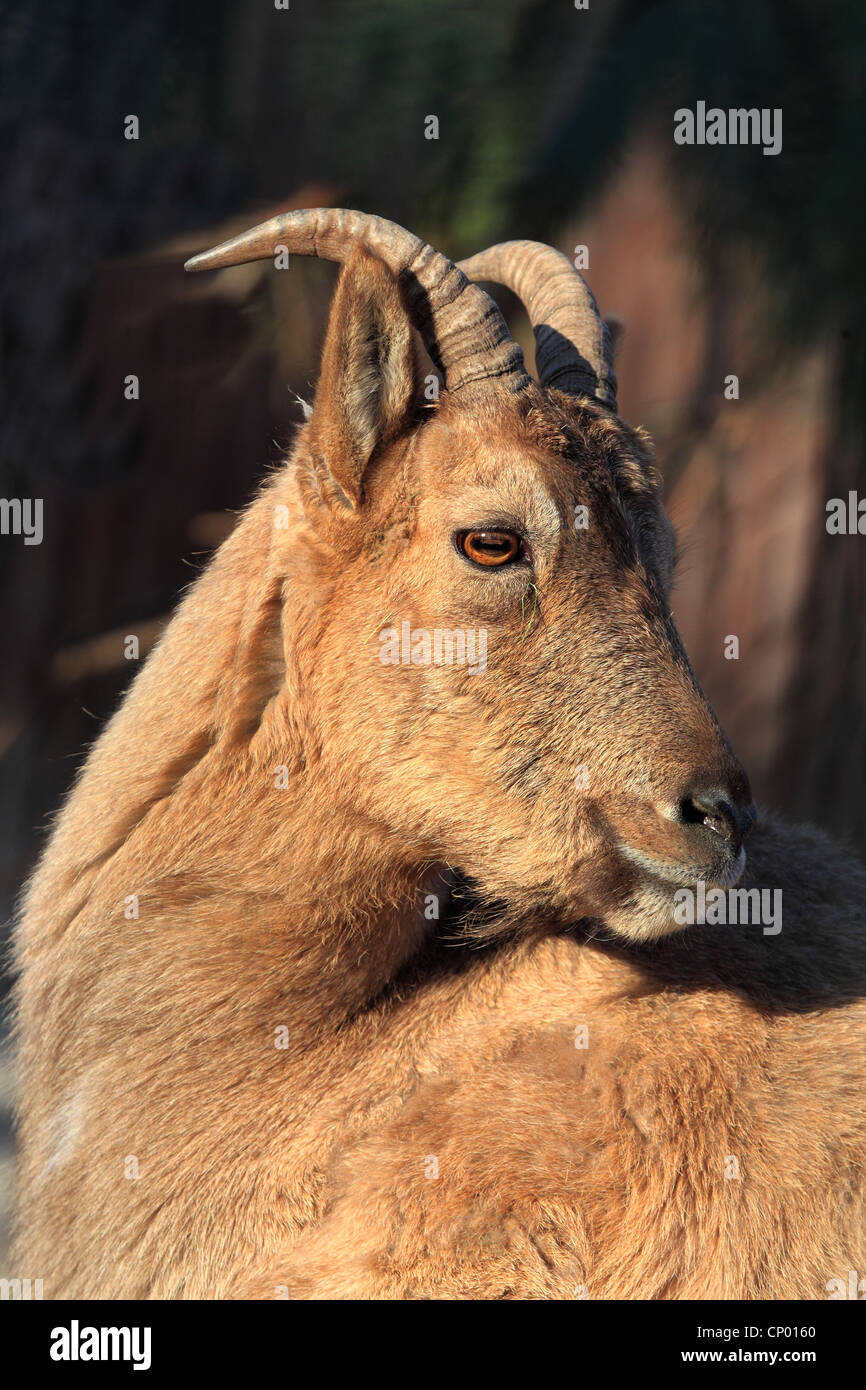 Tahr hi-res stock photography and images - Alamy