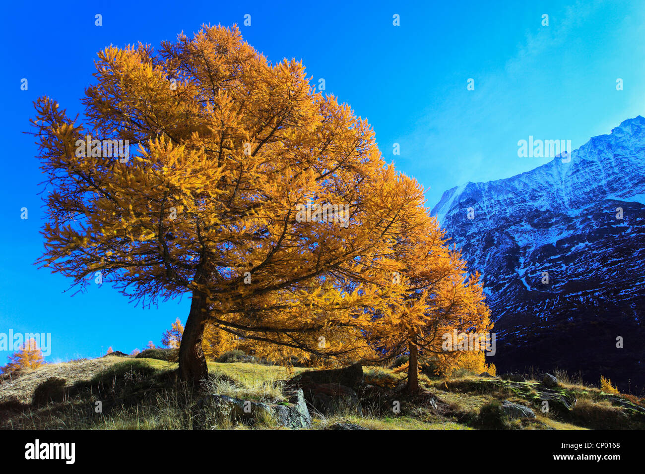 common larch, European larch (Larix decidua, Larix europaea), windswept ...