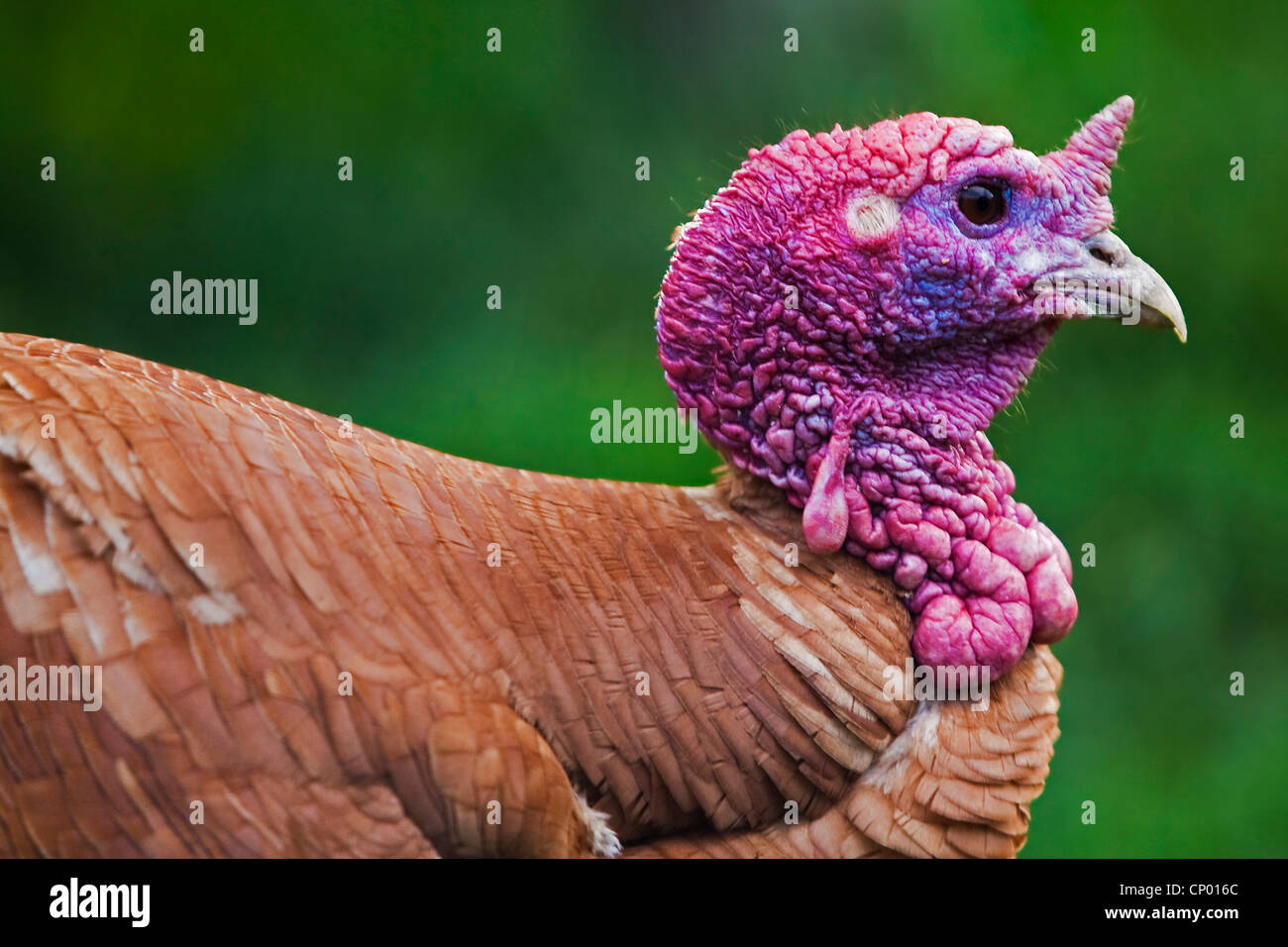 Common turkey hen hi-res stock photography and images - Alamy