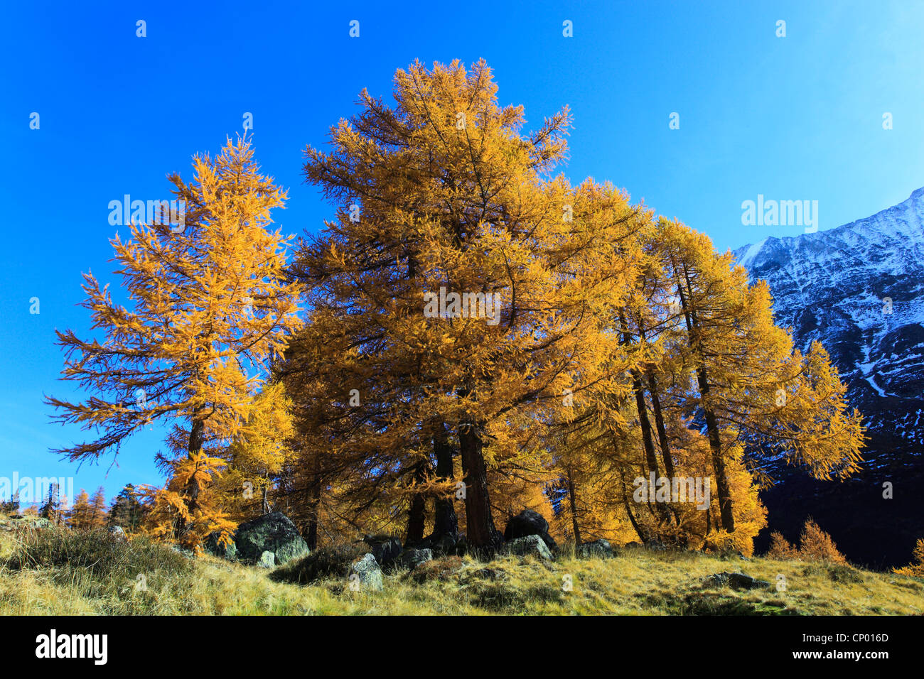 Larches in autum in loetschental valley hi-res stock photography and ...