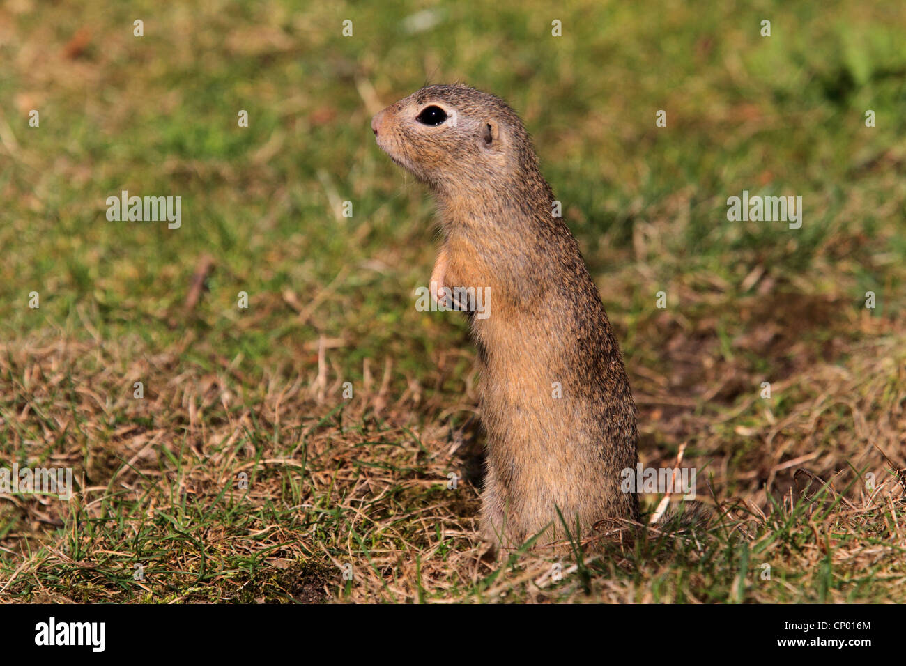 European ground squirrel, European suslik, European souslik (Citellus ...
