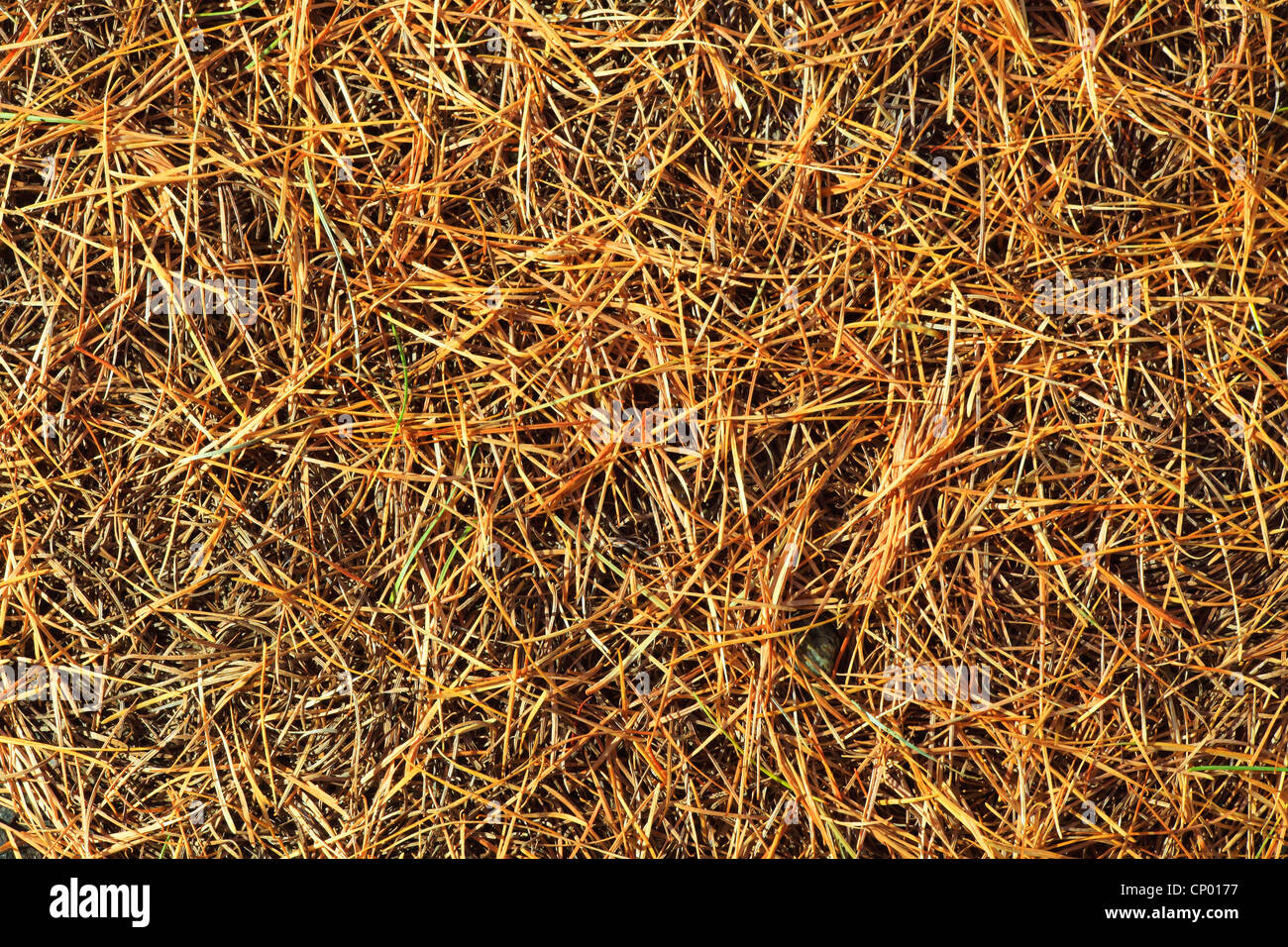 Larch needles on the ground hi-res stock photography and images - Alamy
