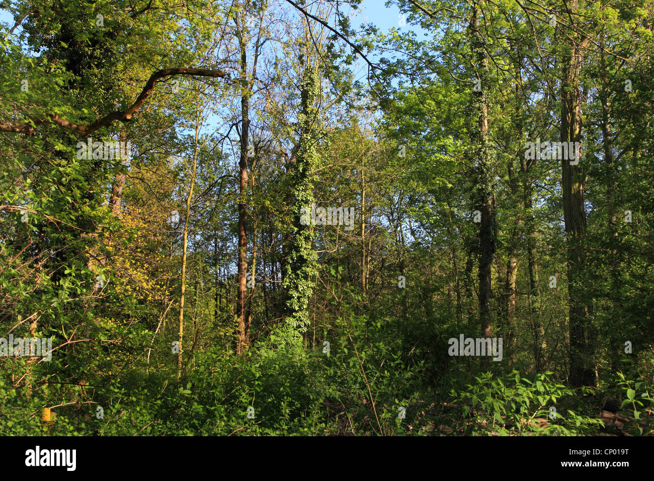 Floodplain Ecosystems High Resolution Stock Photography and Images - Alamy