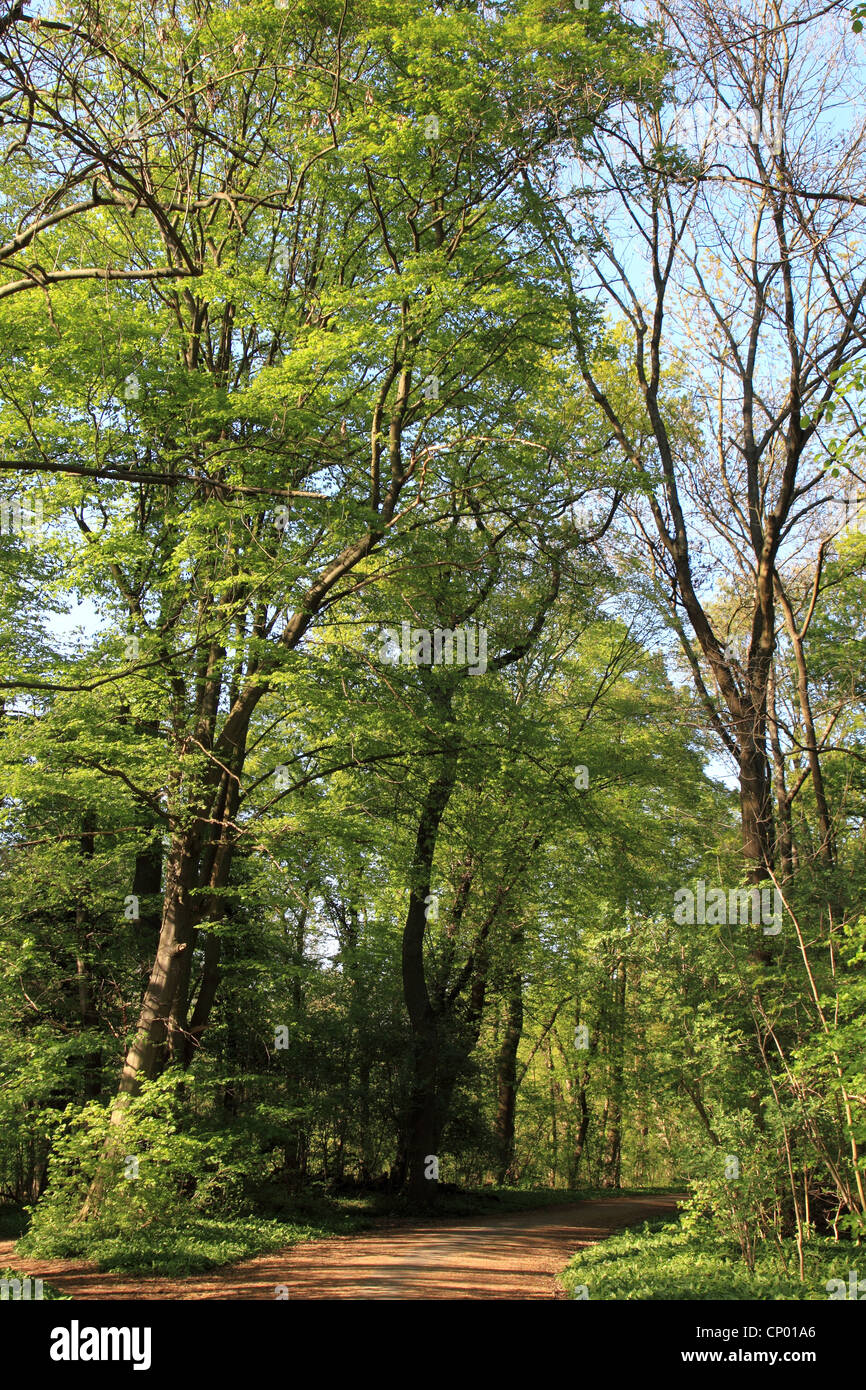 Central european deciduous forest in the spring hi-res stock ...