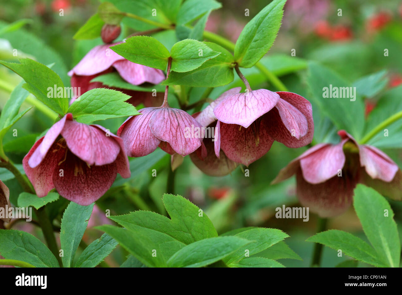Helleborus x hybrid hi-res stock photography and images - Alamy