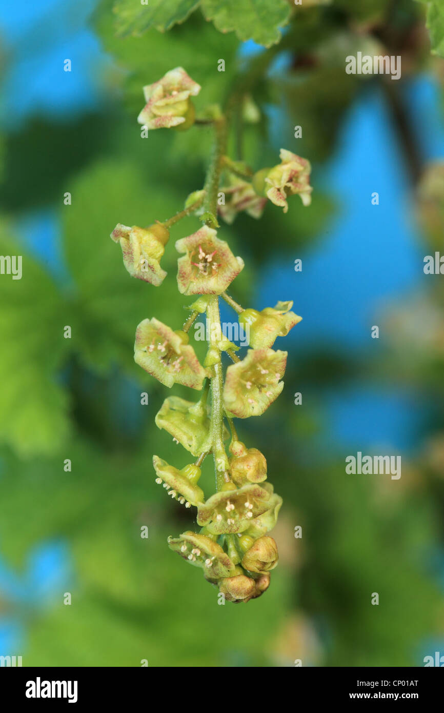 northern red currant (Ribes rubrum), inflorescence Stock Photo - Alamy