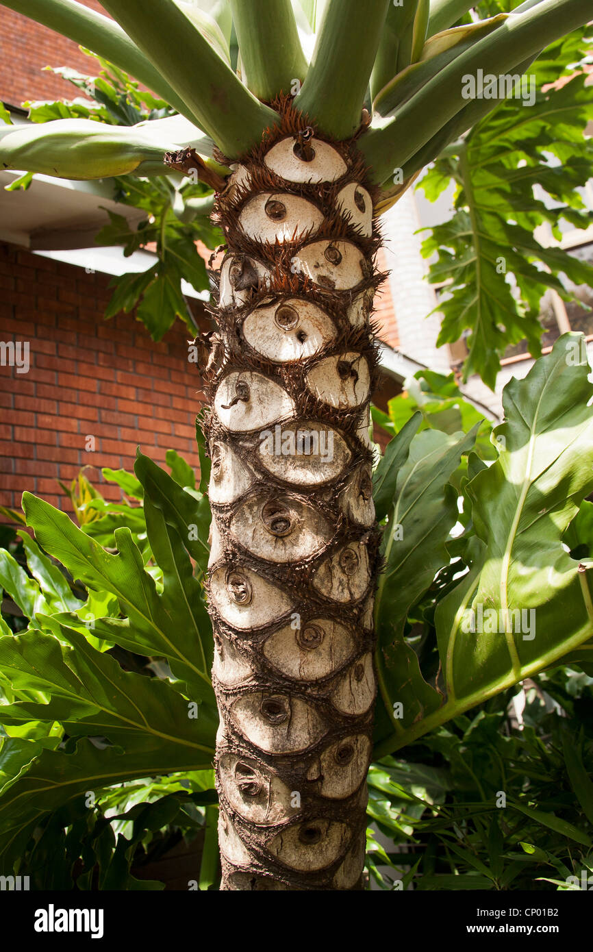 Philodendron selloum (Philodendron selloum), stem, Tanzania, Sansibar ...