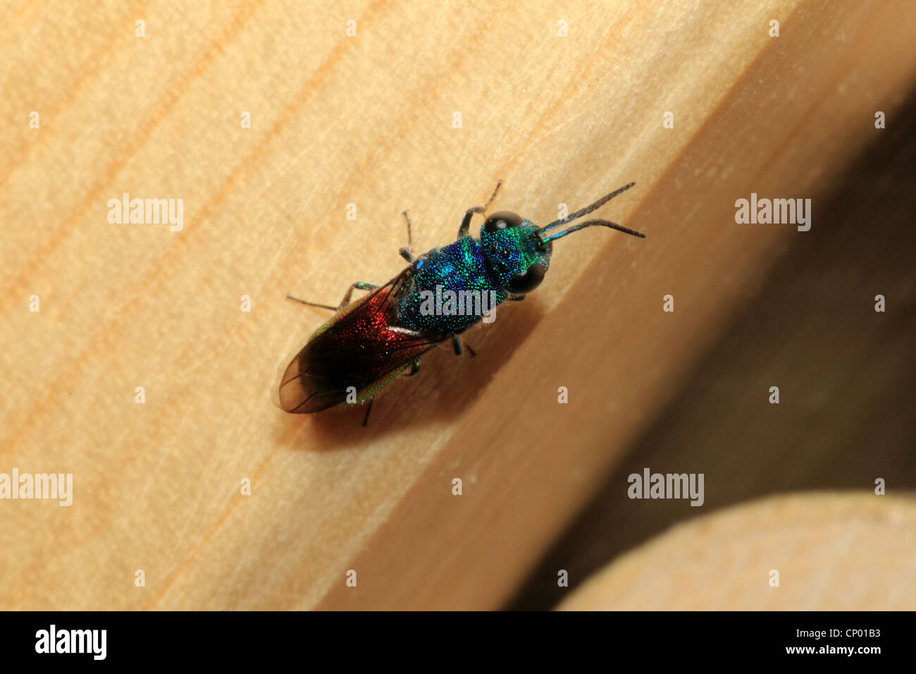 common gold wasp, ruby-tail, ruby-tailed wasp (Chrysis ignita), top ...