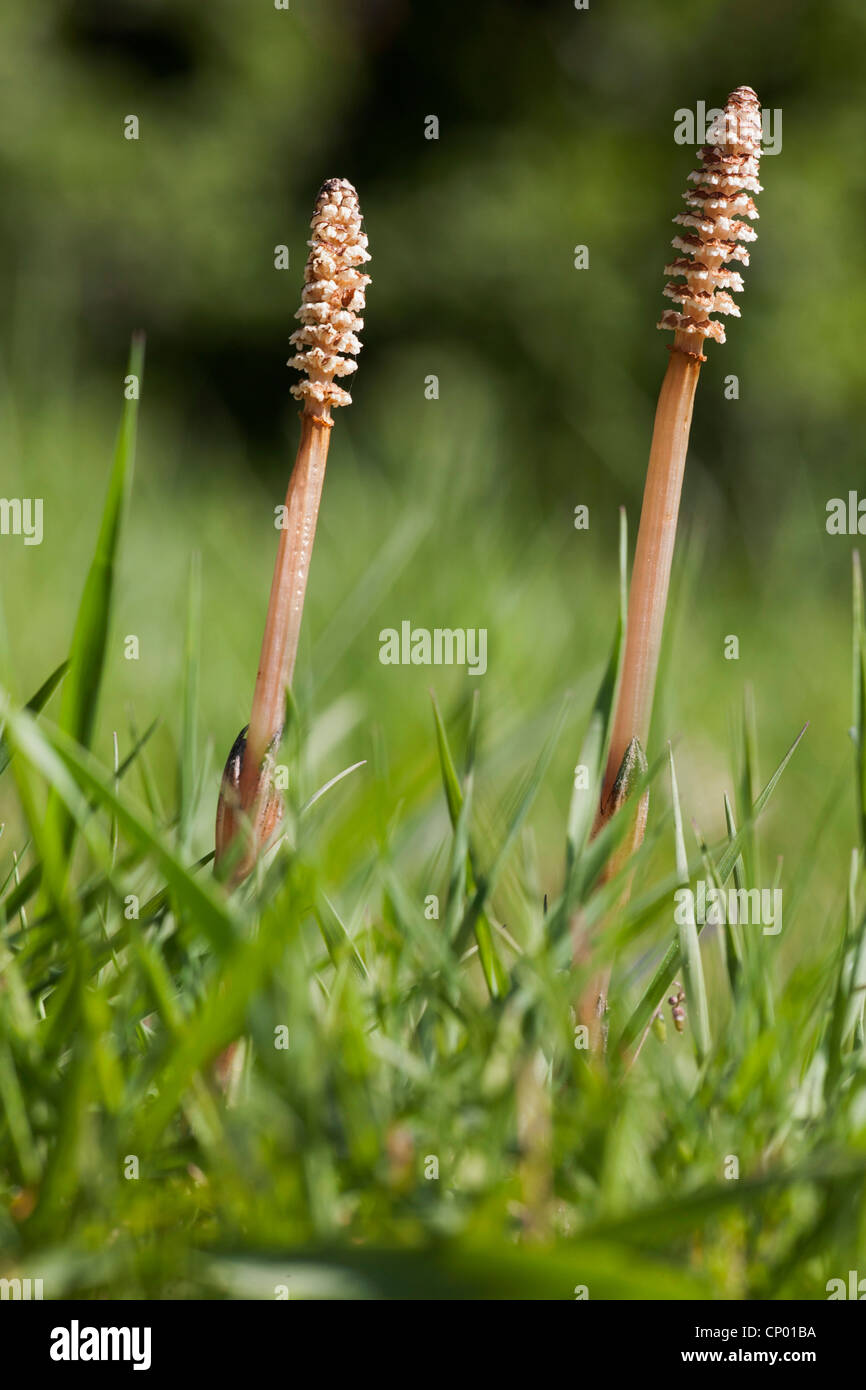 Equisetum Arvense Strobilus