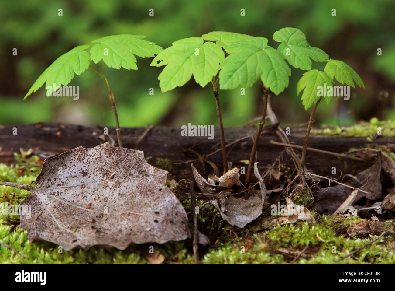 Sycamore seedling hi-res stock photography and images - Alamy