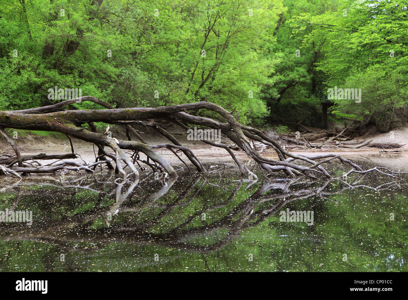floodplain forest in spring, Germany Stock Photo - Alamy