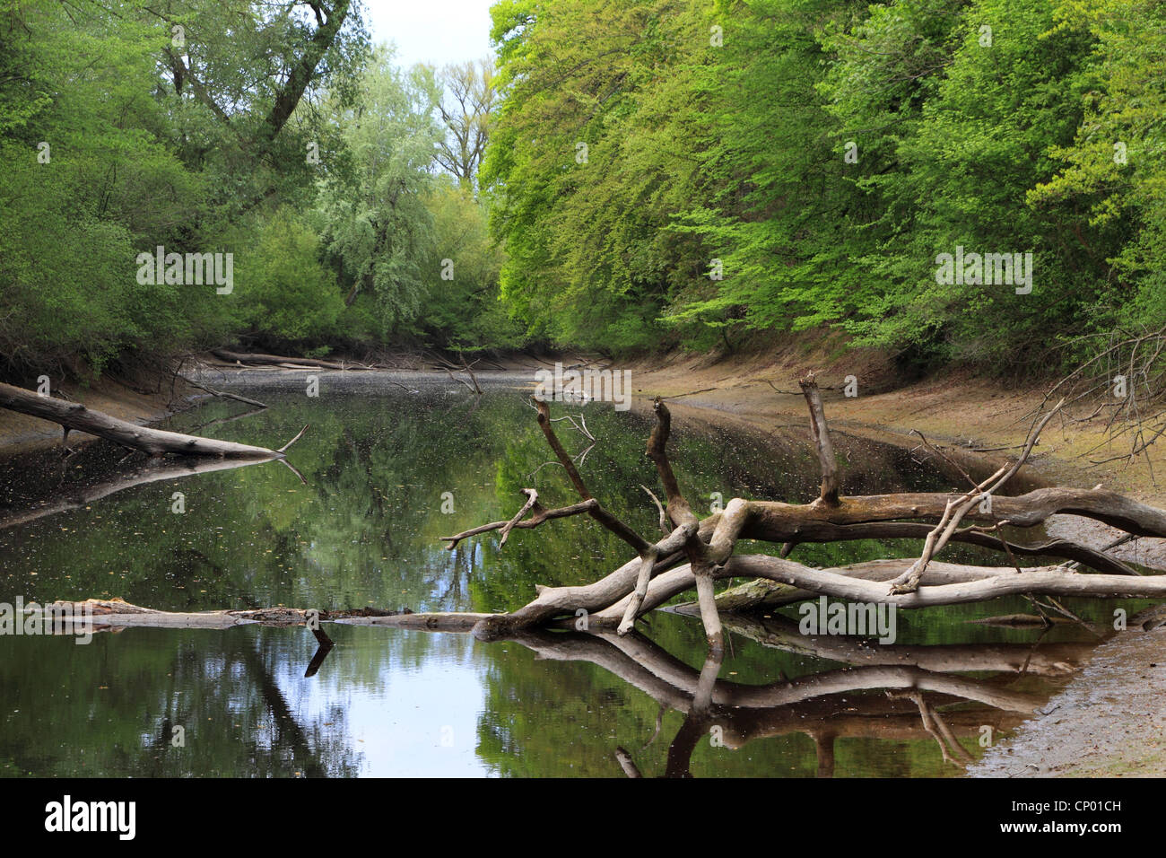 floodplain forest in spring, Germany Stock Photo - Alamy