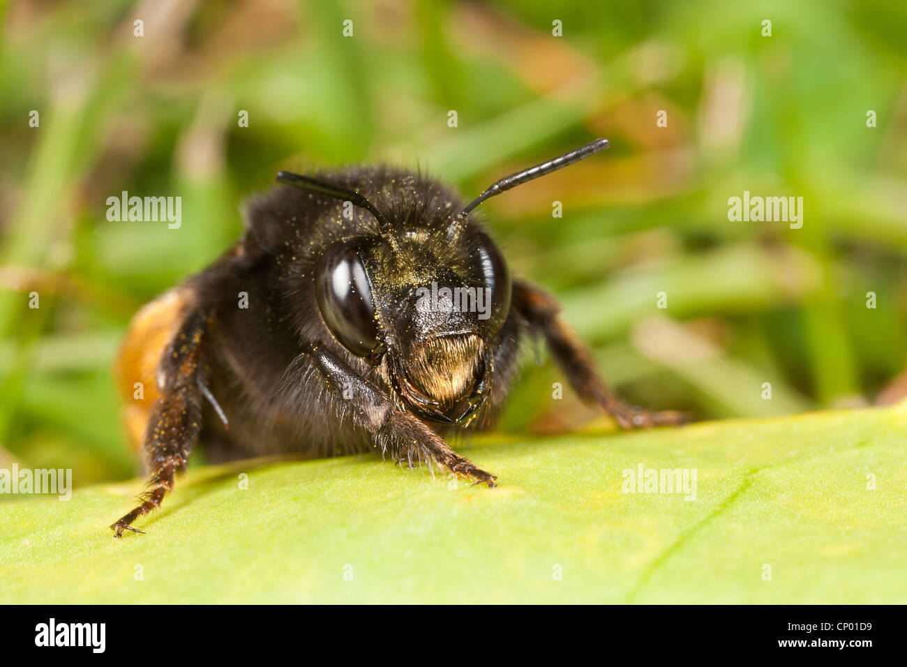 Female Hairy-footed Flower Bee - Anthophora plumipes, resting on a leaf ...