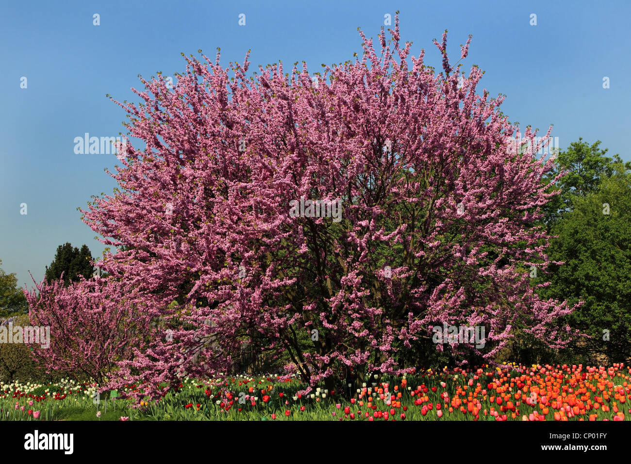 judas tree (Cercis siliquastrum), blooming judas tree with tulips in a ...