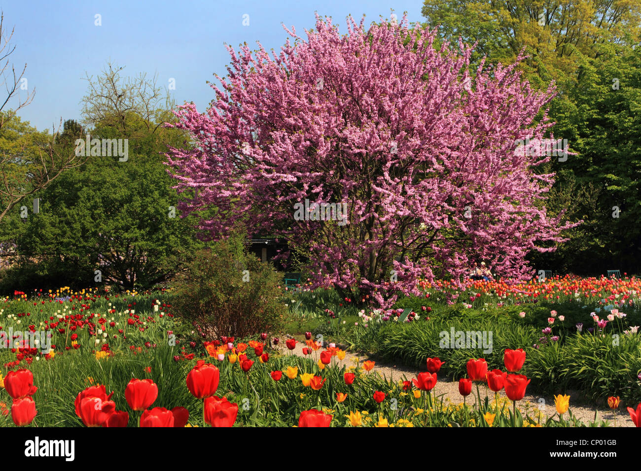 judas tree (Cercis siliquastrum), blooming judas tree with tulips in a ...