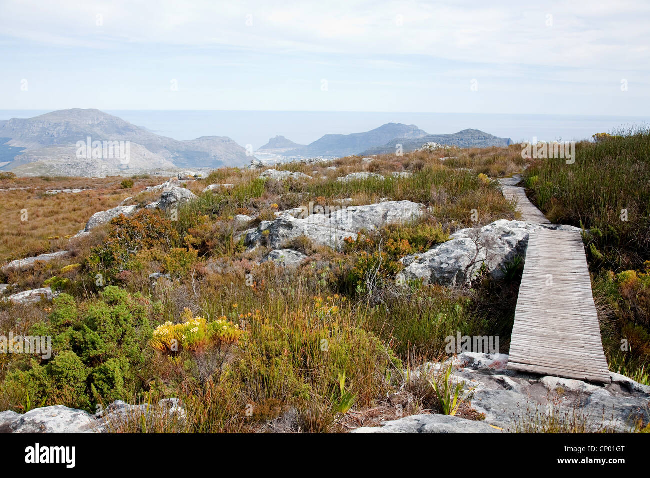 trakking path on table mountain to Maclear's Beacon, South Africa, Western Cape, Capetown Stock ...