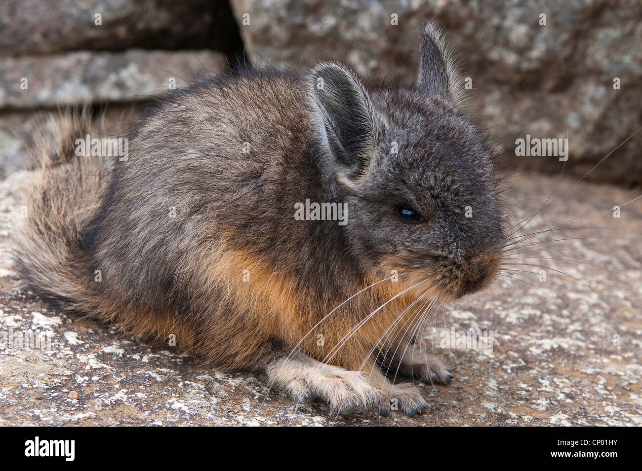 Norther Viscacha, Mountain viscacha (Lagidium peruanum), in the ancient ...