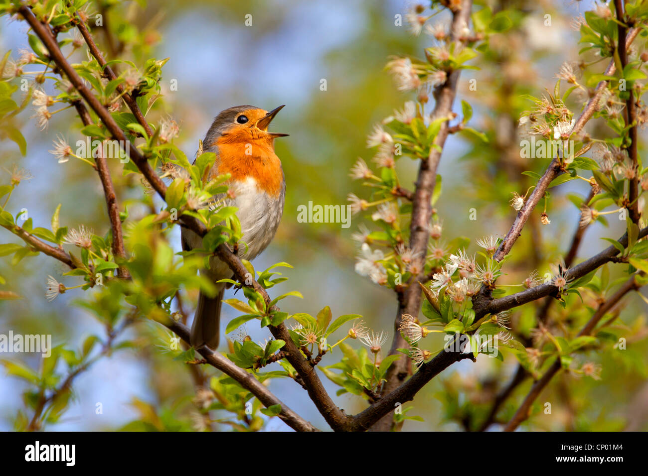 Male robin (erithacus rubecula) hi-res stock photography and images - Alamy