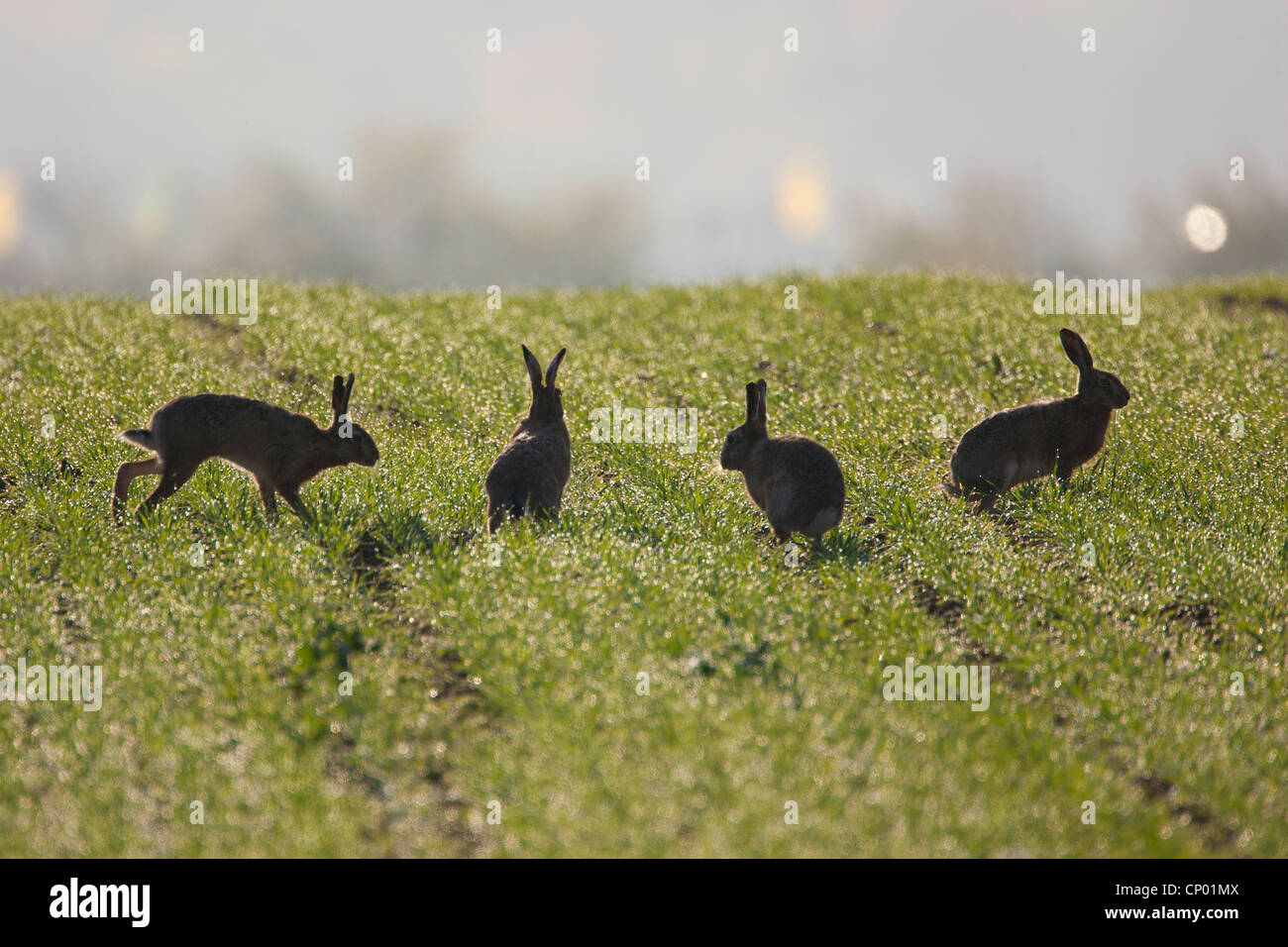 European hare (Lepus europaeus), four animals jumping in a meadow ...