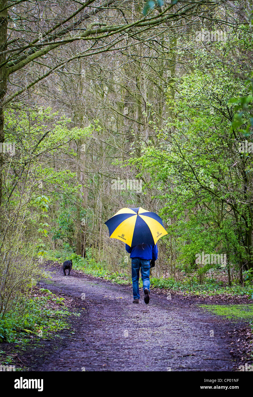 Woodland walk at lymm cheshire england hi-res stock photography and ...