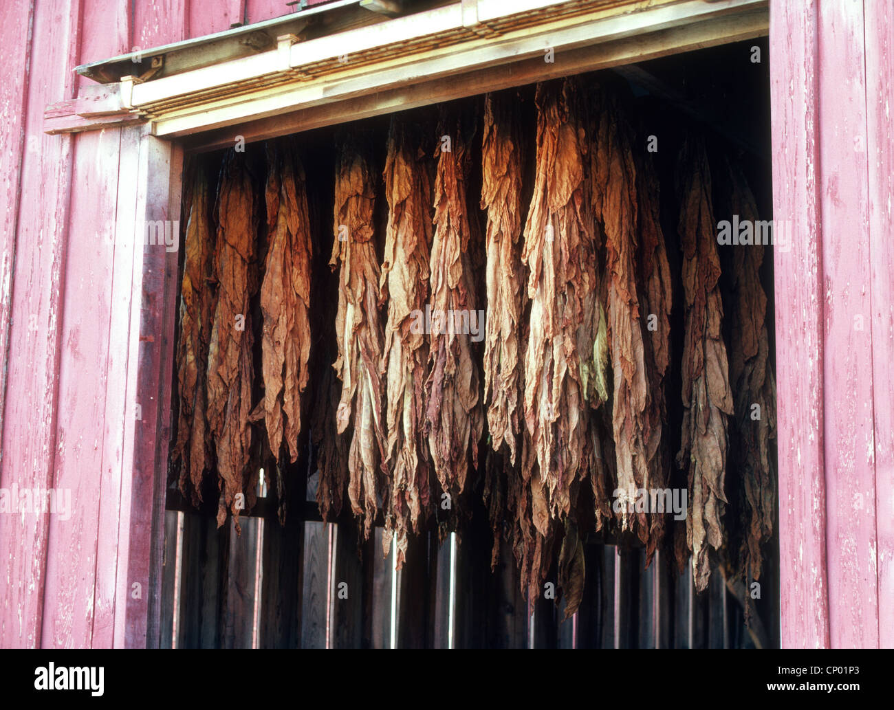 drying tobacco leaves in barn Stock Photo - Alamy