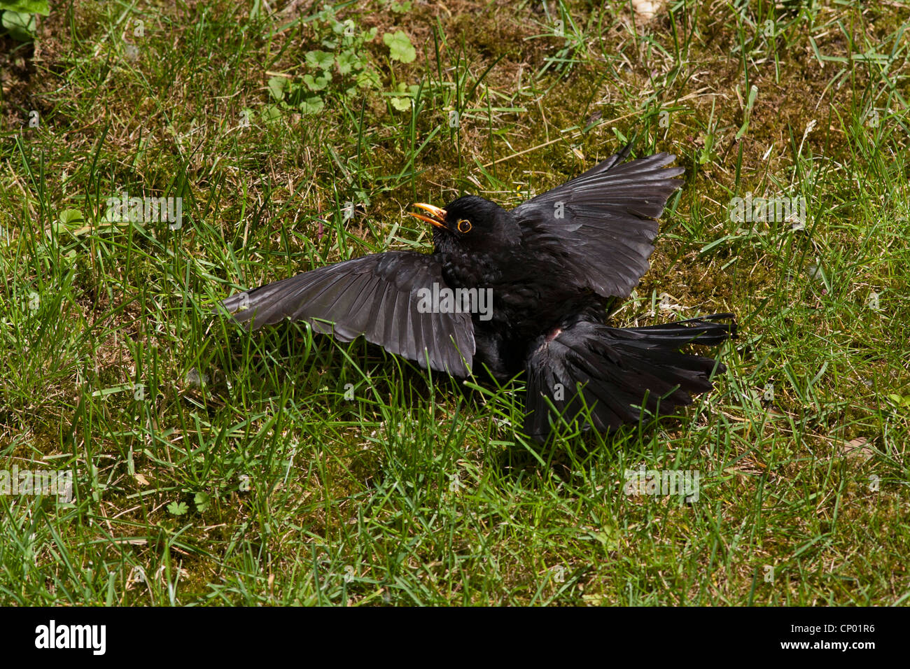 Juvenile blackbird learning to fly hi-res stock photography and images ...