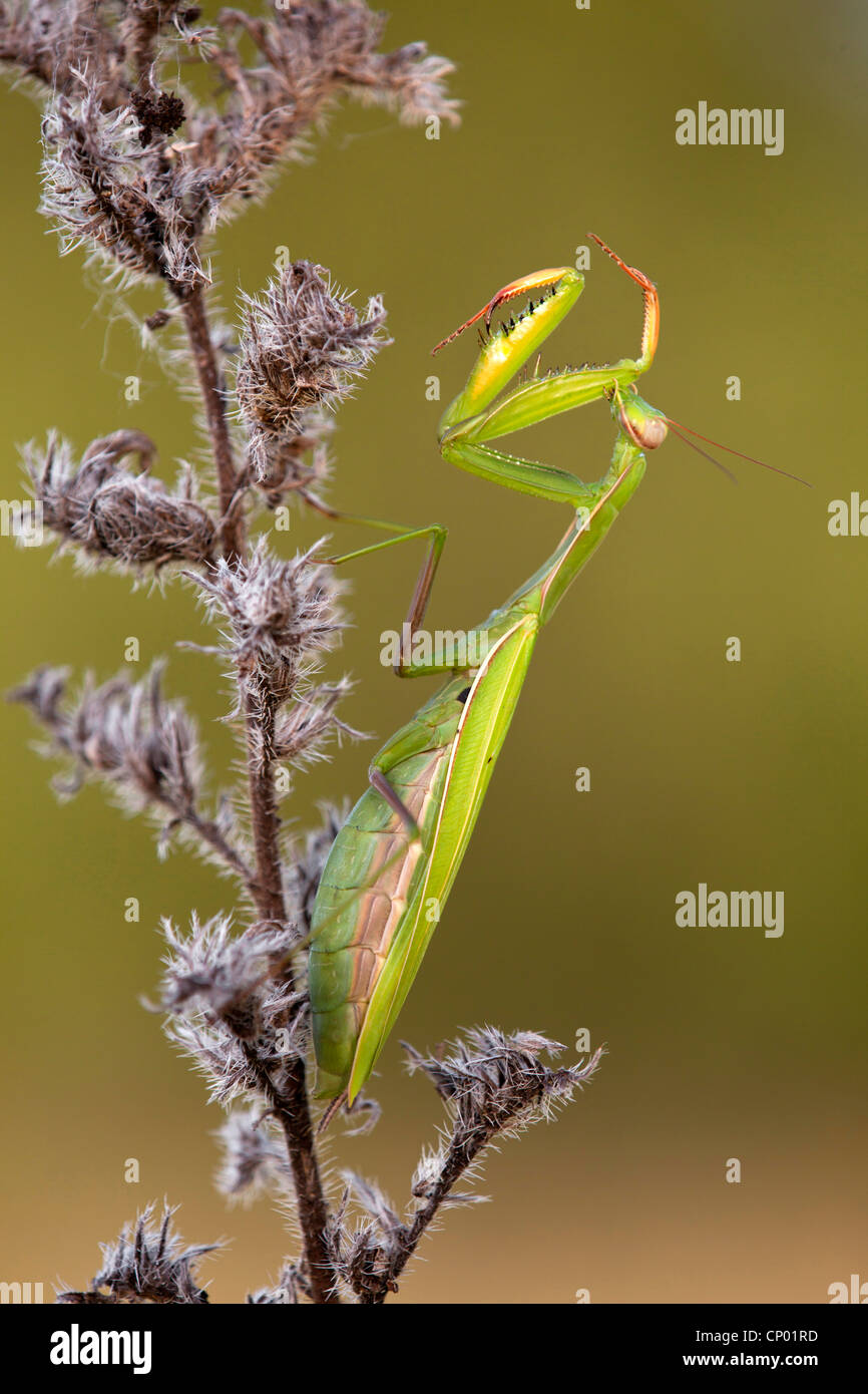 Mantis religiosa germany hi-res stock photography and images - Alamy