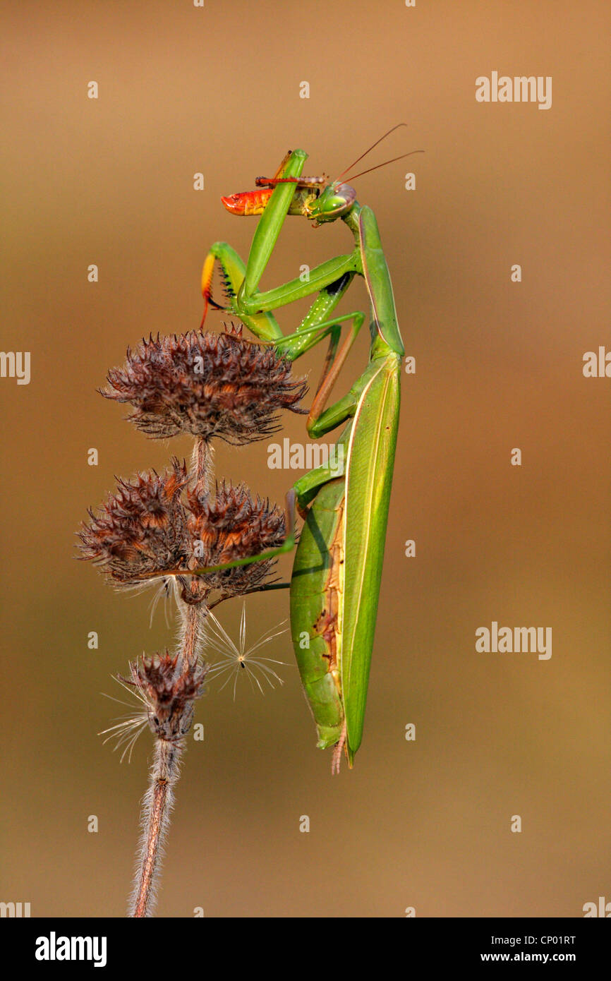 European preying mantis (Mantis religiosa), sitting at a plant, Germany ...
