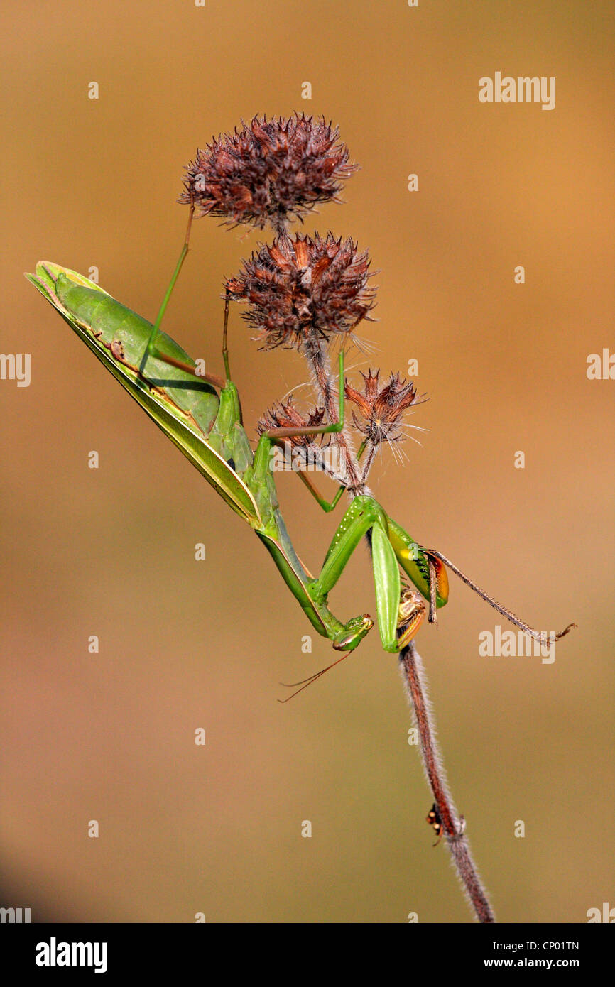 European preying mantis (Mantis religiosa), sitting at a plant feeding ...