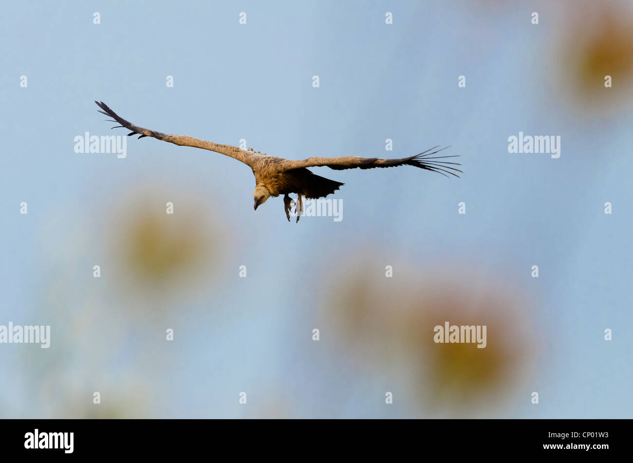 Flaying hi-res stock photography and images - Alamy