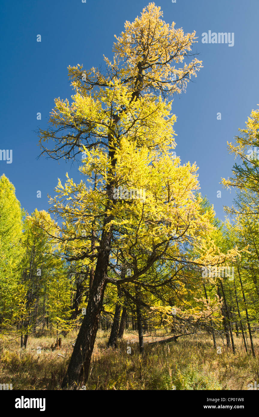 larch trees in fall in the Orkhon River Valley of Central Mongolia ...