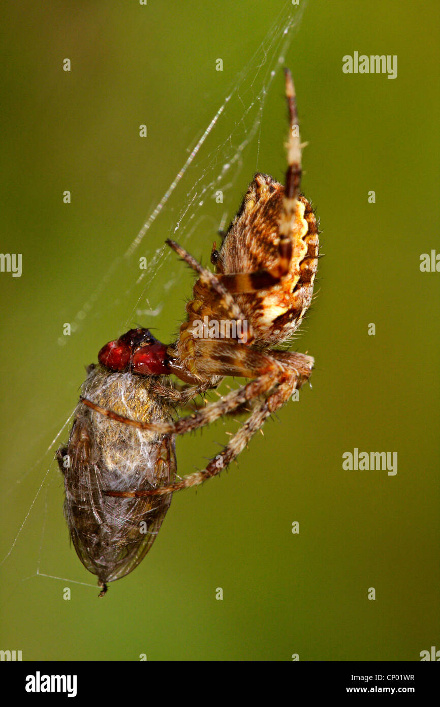 cross orbweaver, European garden spider, cross spider (Araneus ...