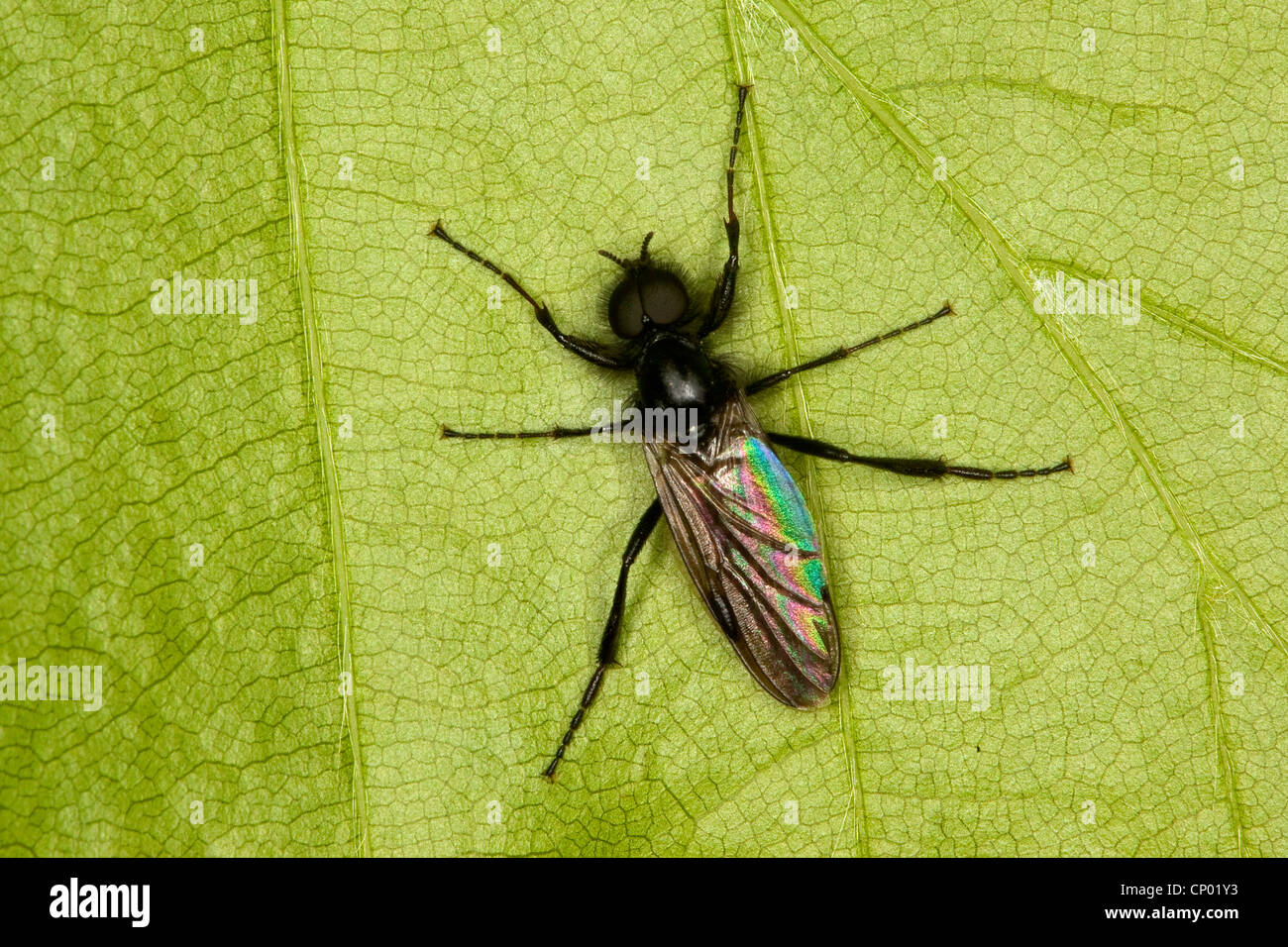St.Mark's fly (Bibio marci), male sitting on a leaf, Germany Stock ...