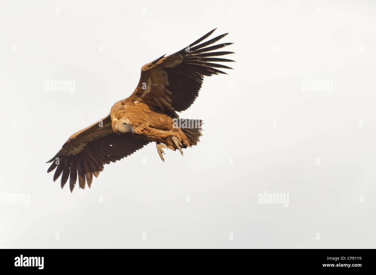 Flaying bird hi-res stock photography and images - Alamy