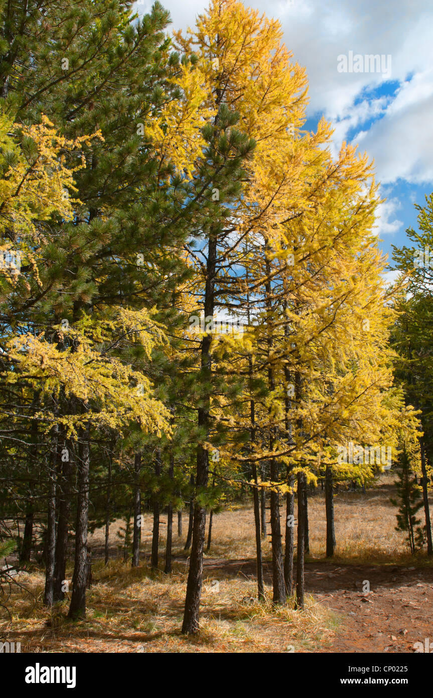 larch trees in fall in the Orkhon River Valley of Central Mongolia ...