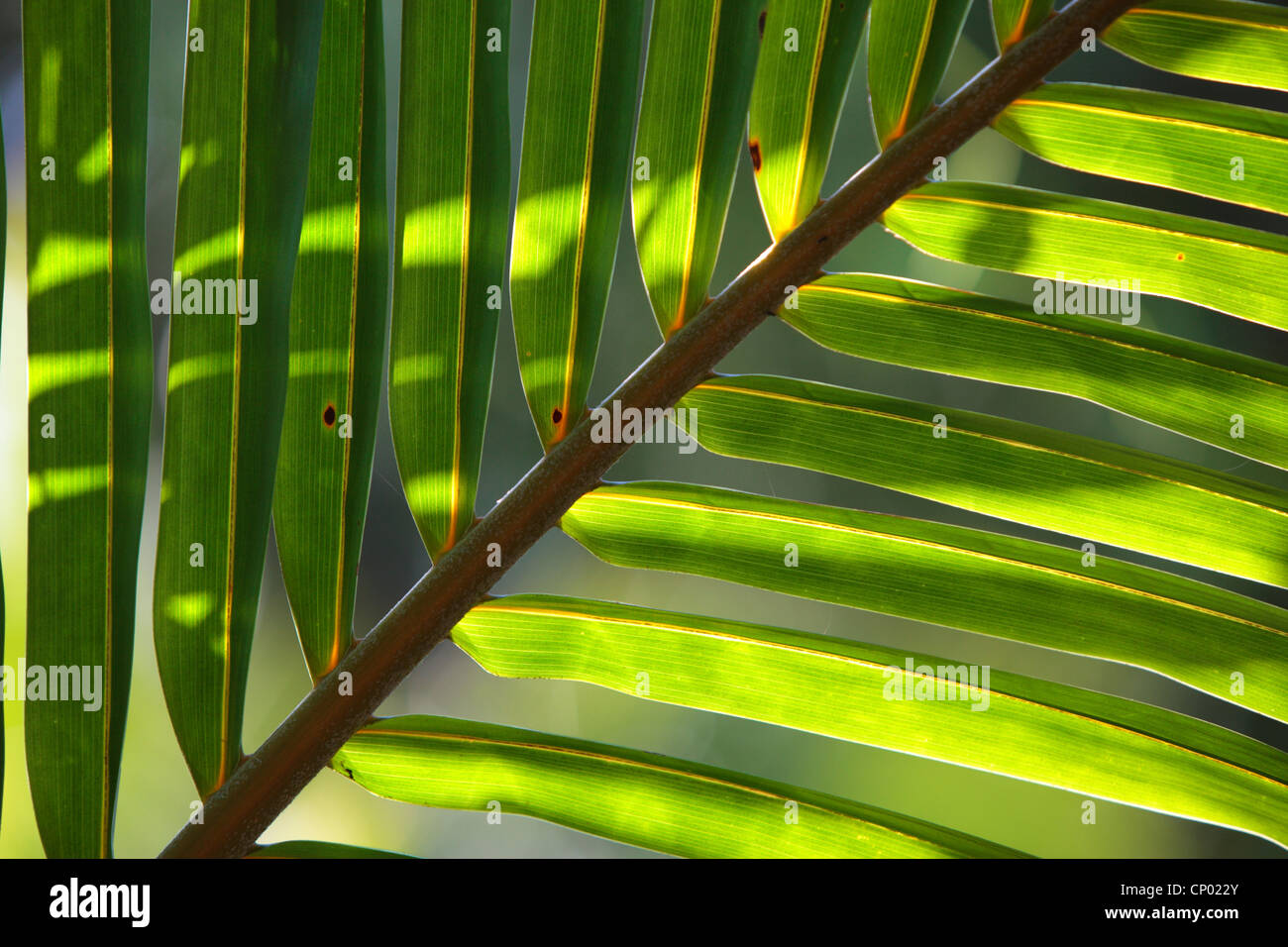 Colorful palm frond hi-res stock photography and images - Alamy