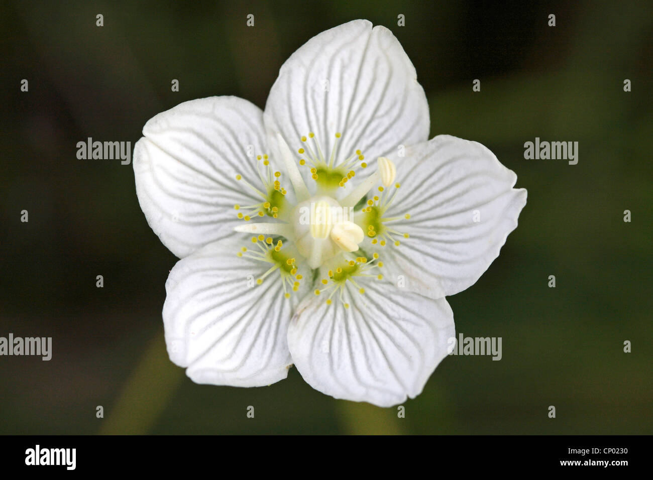 marsh grass-of-parnassus (Parnassia palustris), flower, Germany, Baden ...