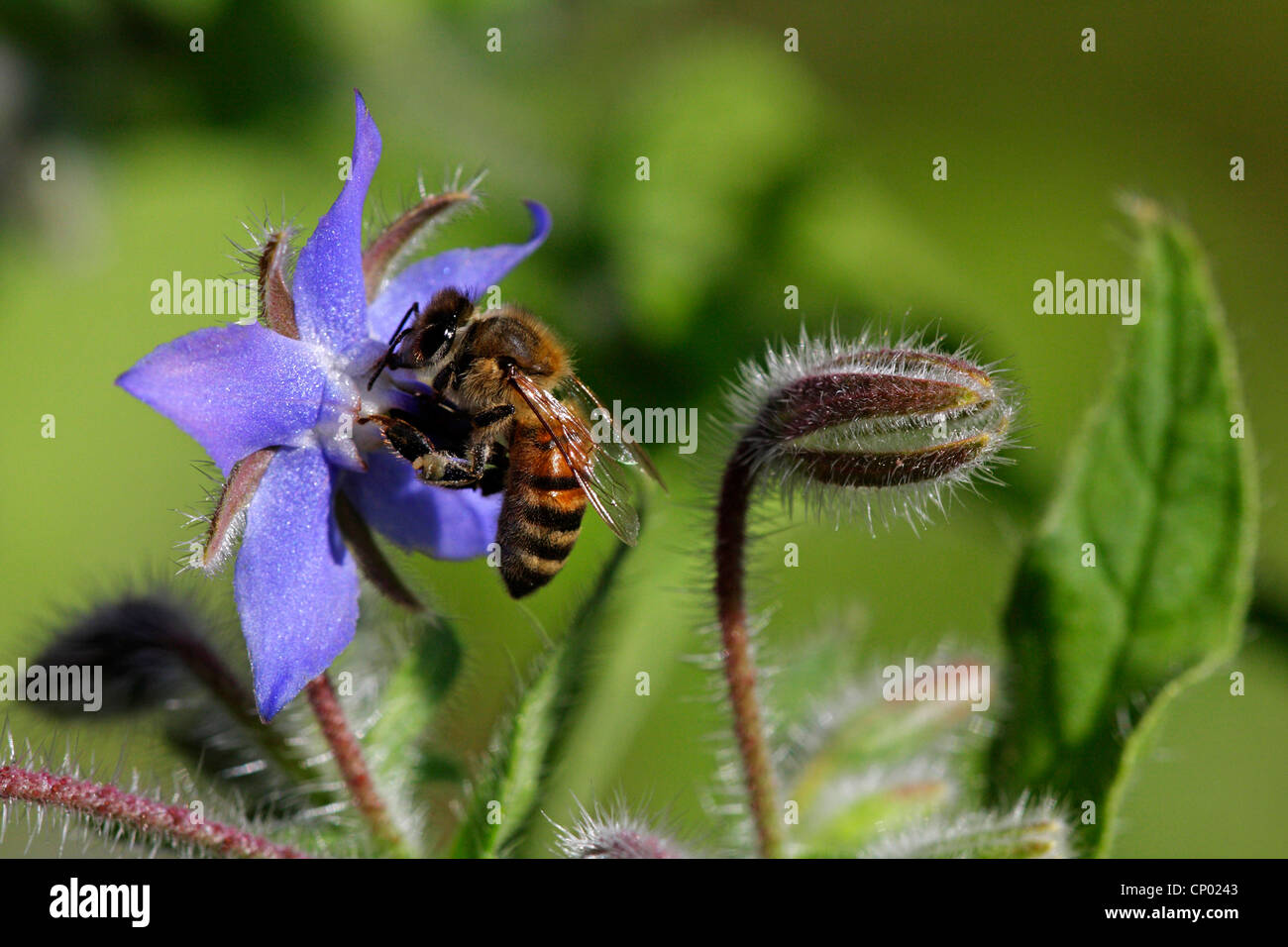 common borage (Borago officinalis), borage flower with honey bee ...