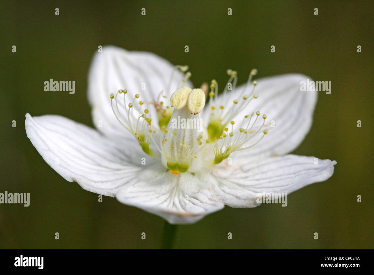 marsh grass-of-parnassus (Parnassia palustris), flower, Germany, Baden ...