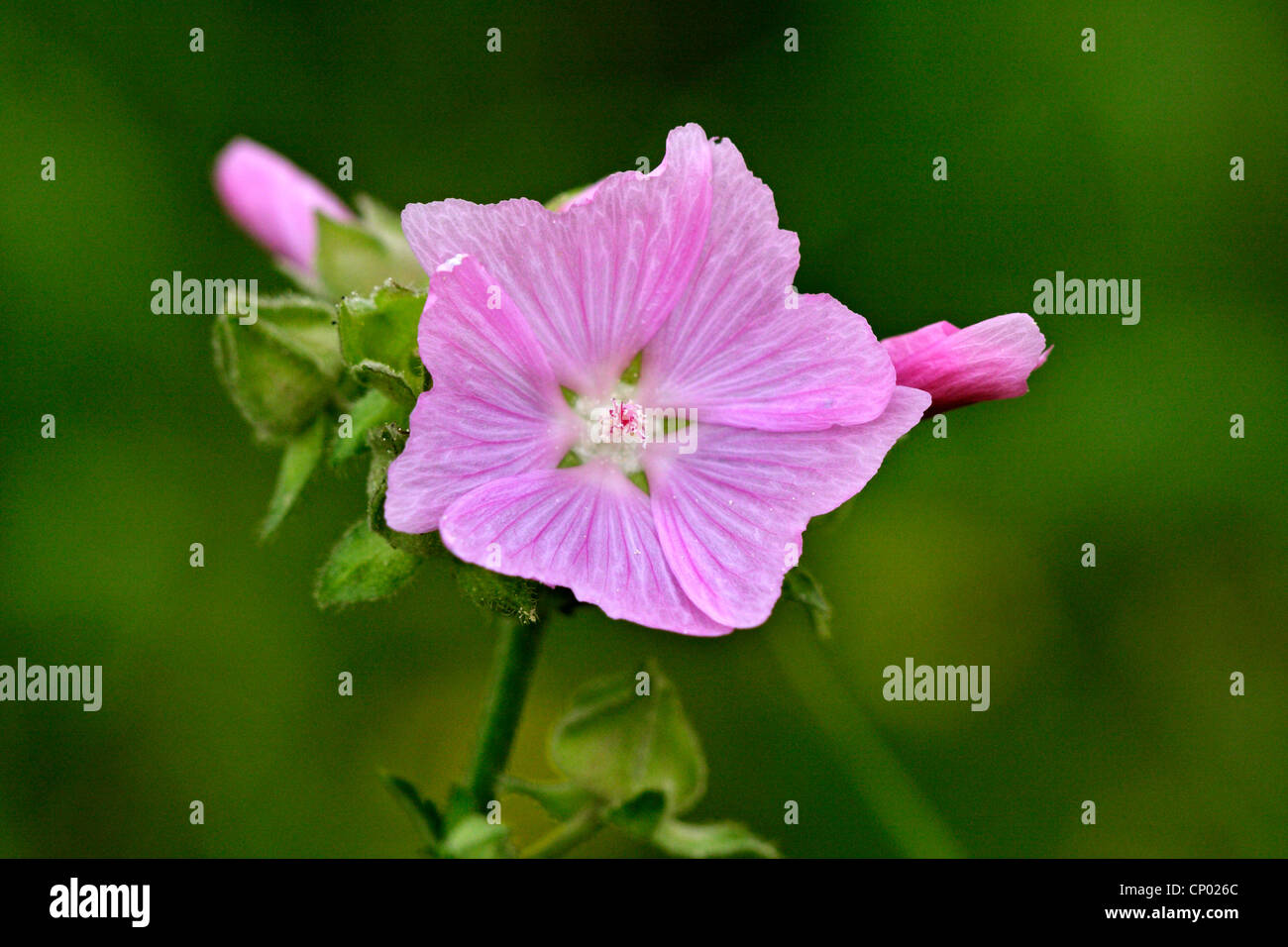 Musk cheeseweed malva moschata hi-res stock photography and images - Alamy