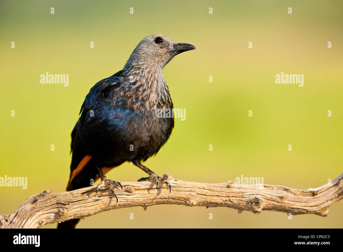 Red-winged Starling ( Onychognathus morio ) at Pilanesberg Park, South ...