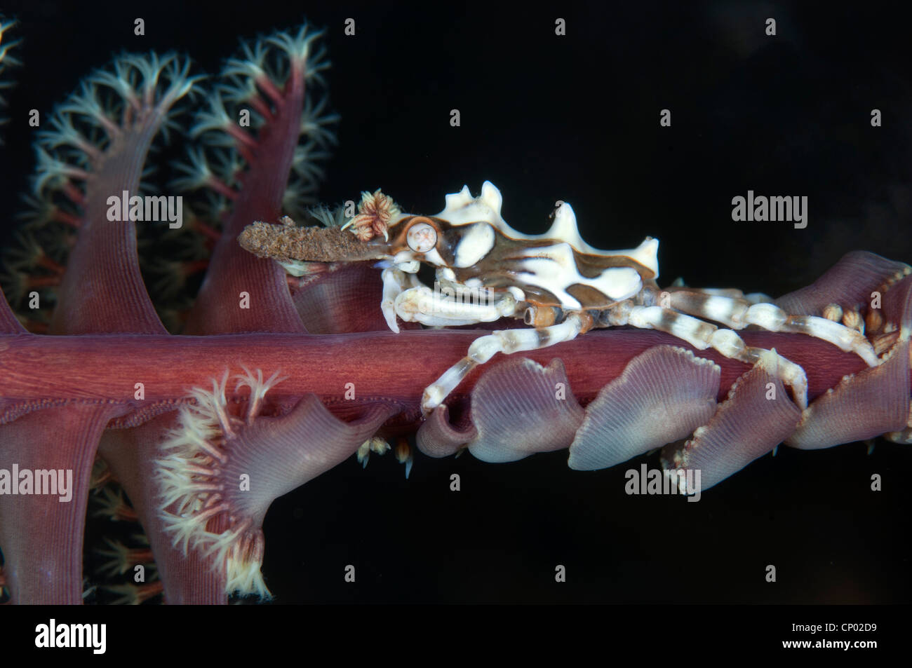 Xeno crab hi-res stock photography and images - Alamy
