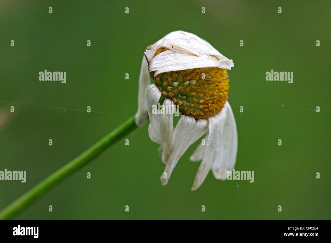 oxeye daisy (Chrysanthemum leucanthemum, Leucanthemum vulgare ...