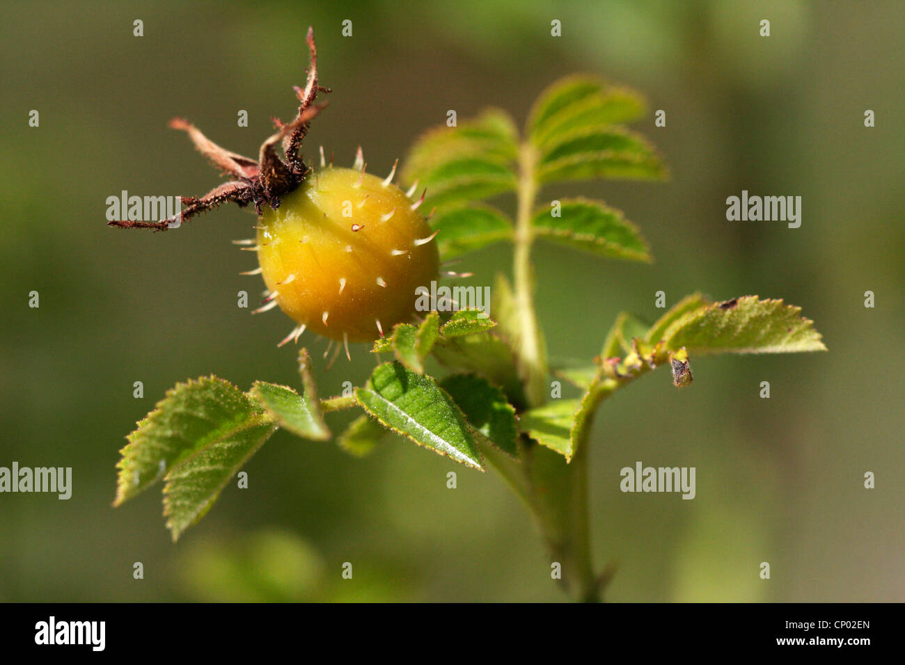 Rose Villosa High Resolution Stock Photography and Images - Alamy