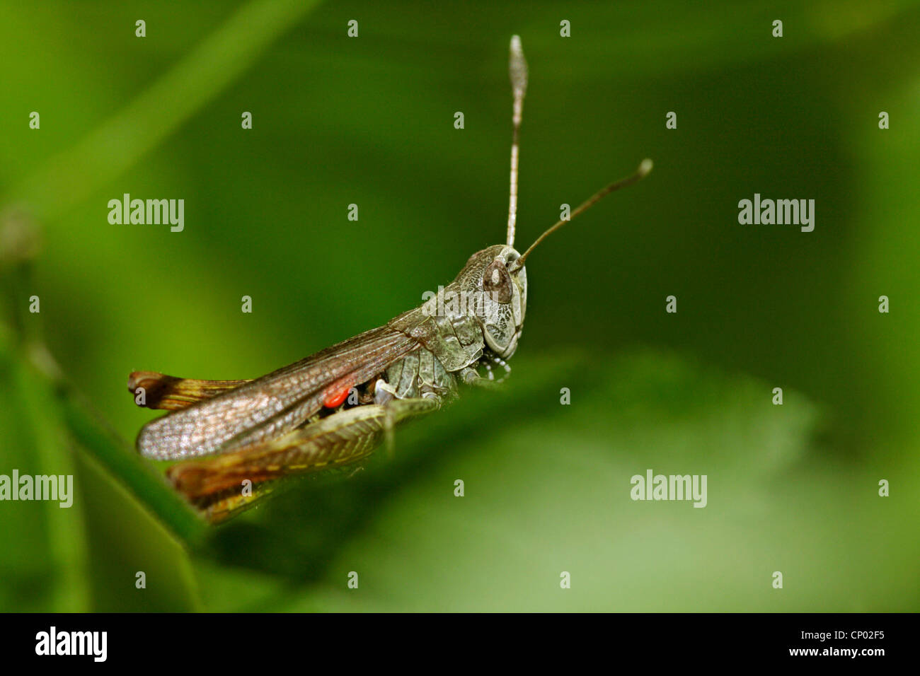 rufous grasshopper (Gomphocerus rufus, Gomphocerippus rufus), sitting ...