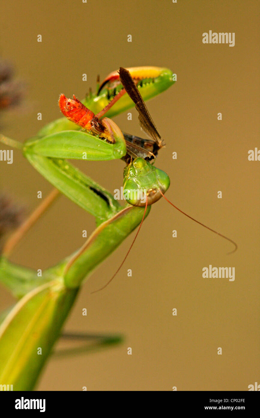 European preying mantis (Mantis religiosa), feeding, Germany, Baden ...
