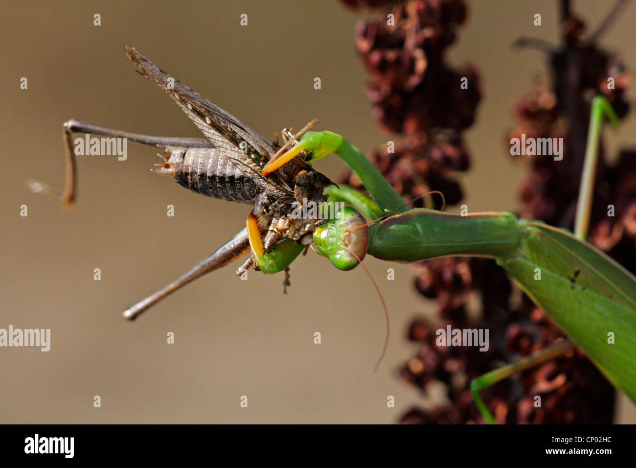 European preying mantis (Mantis religiosa), feeding, Germany, Baden ...